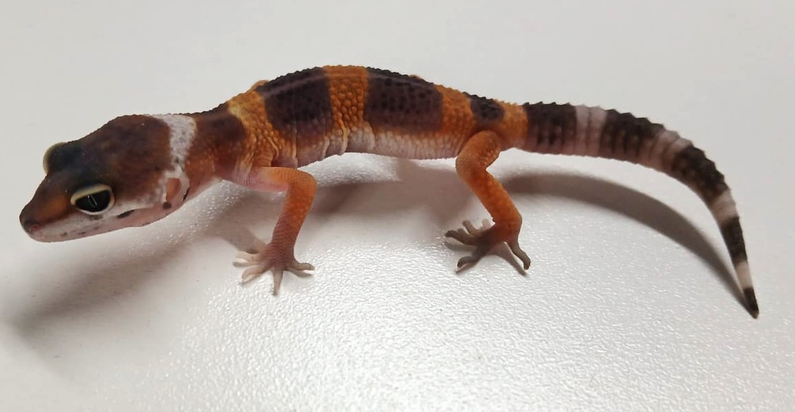 Wild Type Leopard Gecko – Exotic Pet Store
