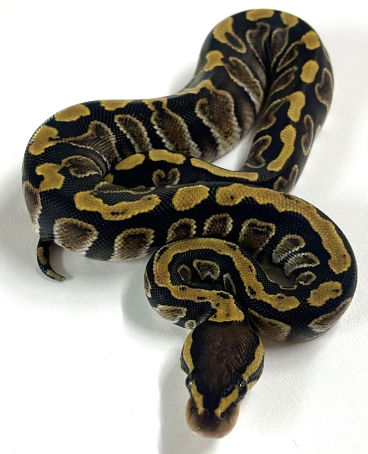 GHI 66% het Hypo Clown Ball Python Hatch Female – Exotic Pet Store