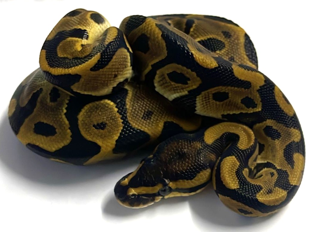 Leopard 66 het Hypo Clown Ball Python Hatch Female – Exotic Pet Store
